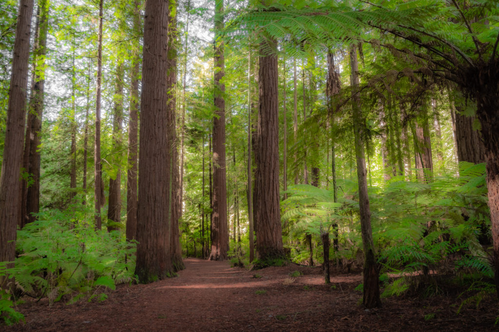 Pam Vincent | Family & Wedding Photographer Rotorua